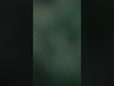 Congested Allergy Sneezes (read description!!!)