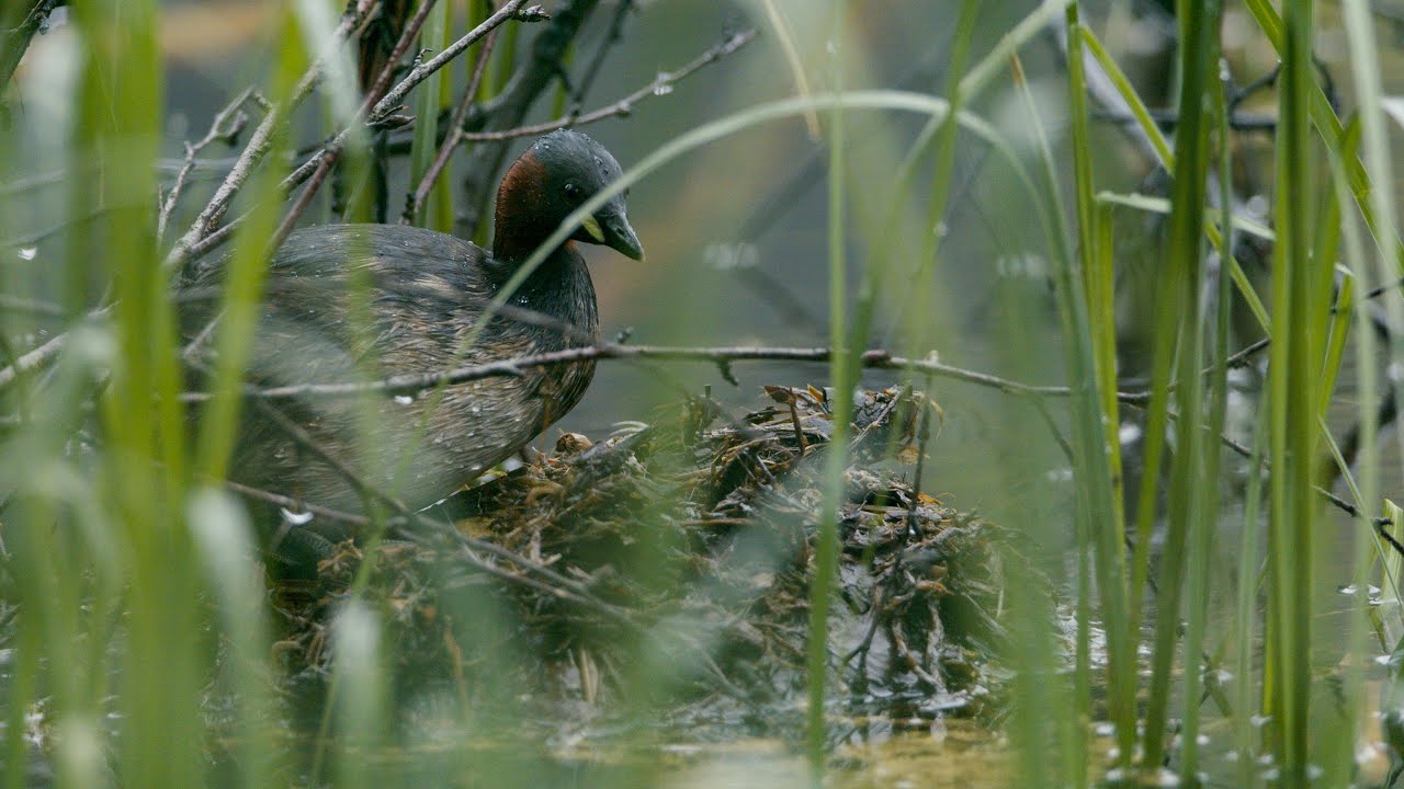 Duck in nest | Slow Motion (4K) - YouTube