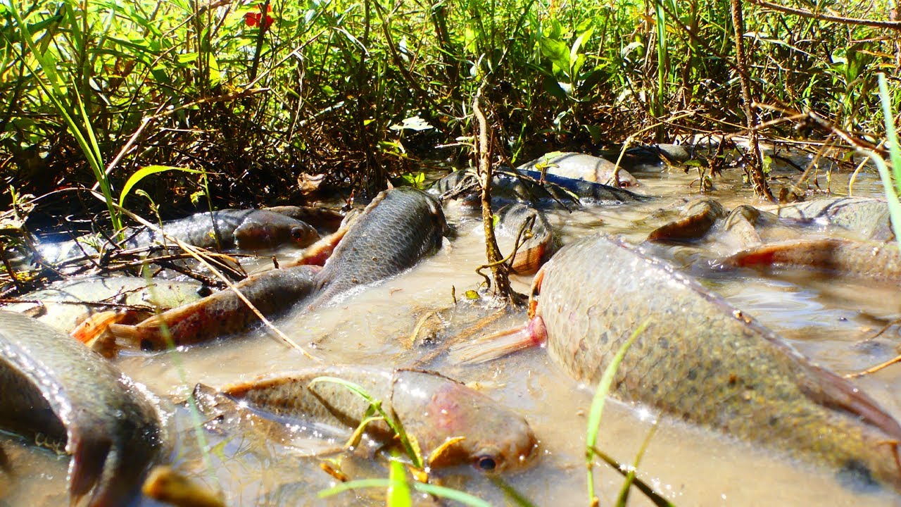 amazing fishing! a lots of big fish in rice field , a fisherman skill ...