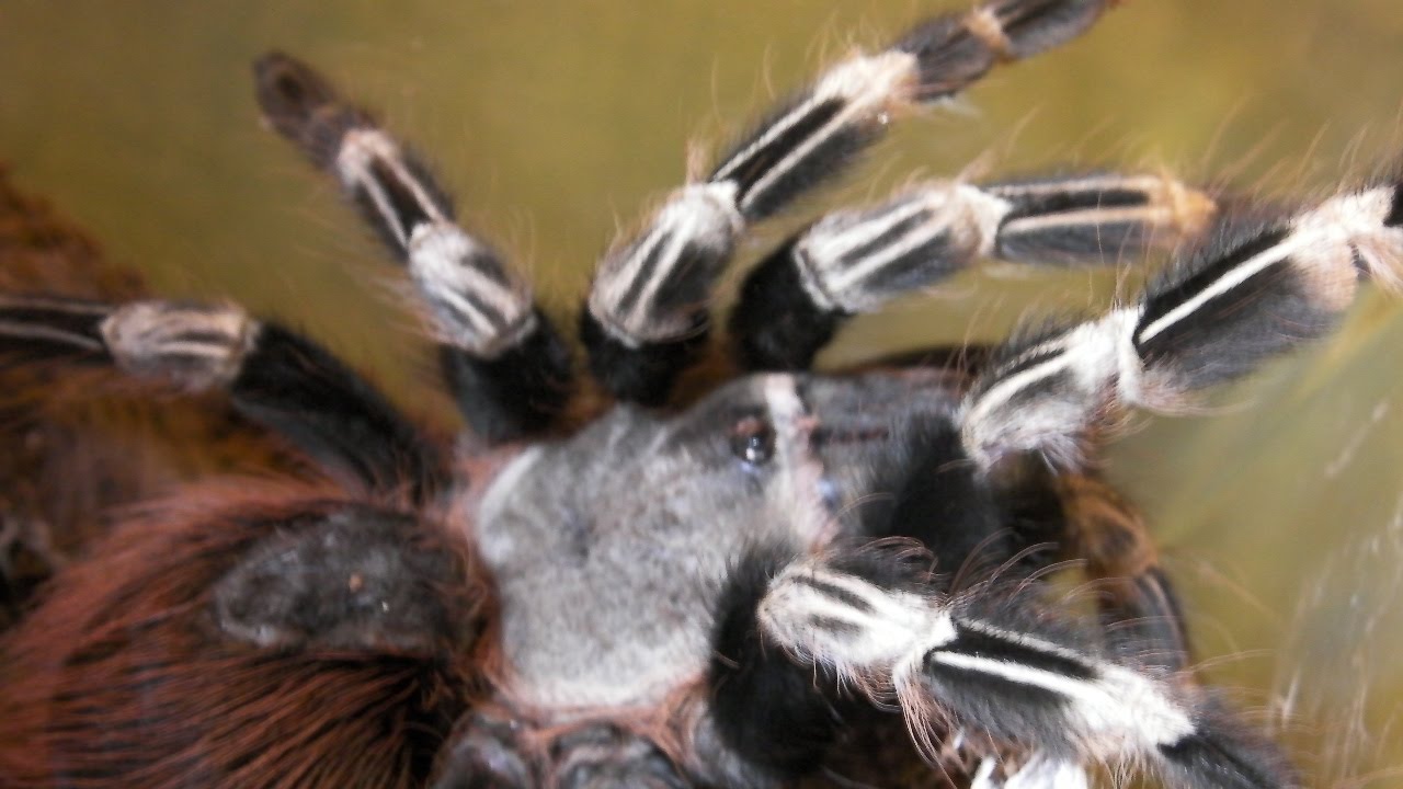 N. chromatus Update and Christmas Feeding Video News - YouTube