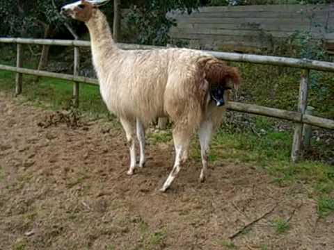 The birth of a Llama - YouTube