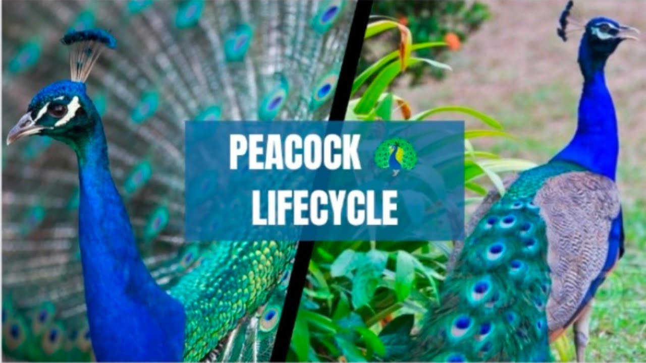 Life Cycle Of Peacock Set Up Of Peacock My Birds For U Youtube