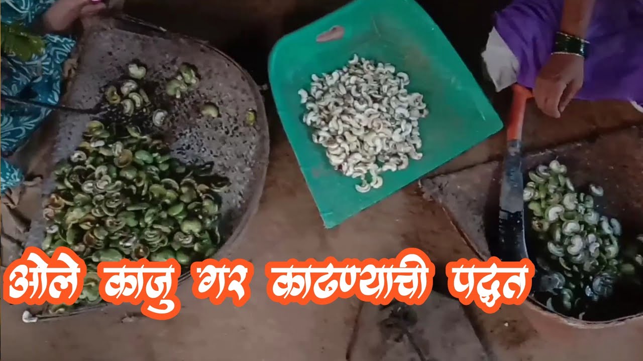कोकणातील ओले काजु गर काढण्याची पद्धत | कोकण | kaju gar cutting method ...
