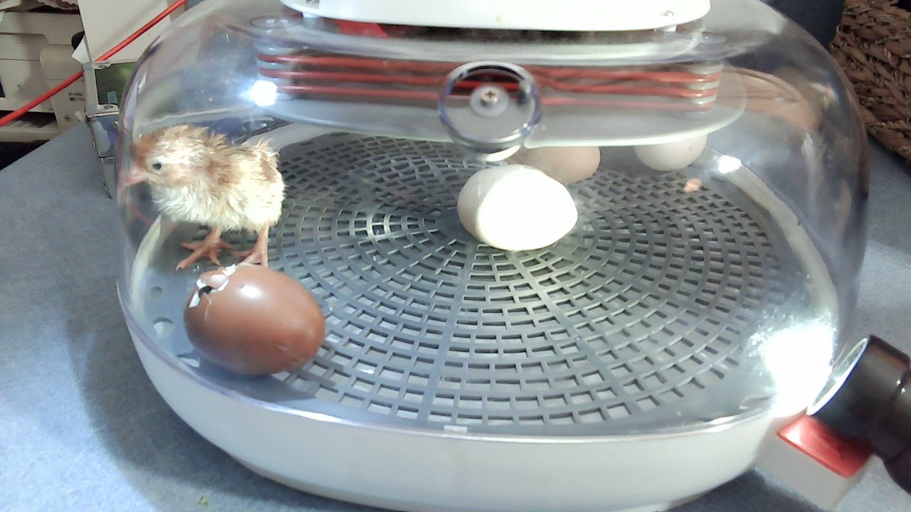 Chick cam- our chicks hatching in real time - YouTube