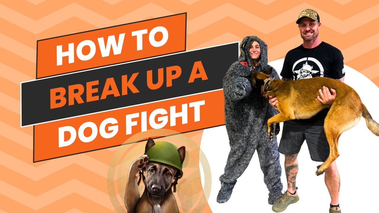 HOW TO EFFECTIVELY BREAK UP A DOG FIGHT | FROM A FORMER SPECIAL FORCES ...