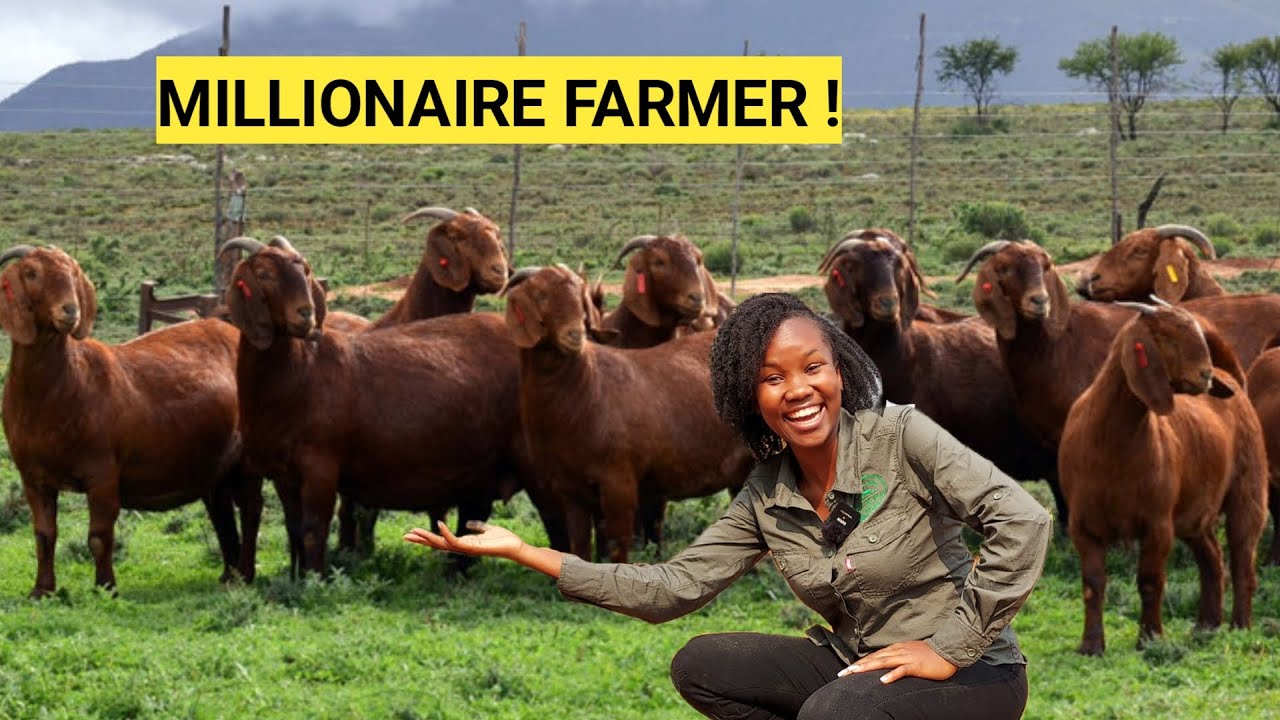How Many Exotic GOATS To Start A Successful Farm Business! | Great ...