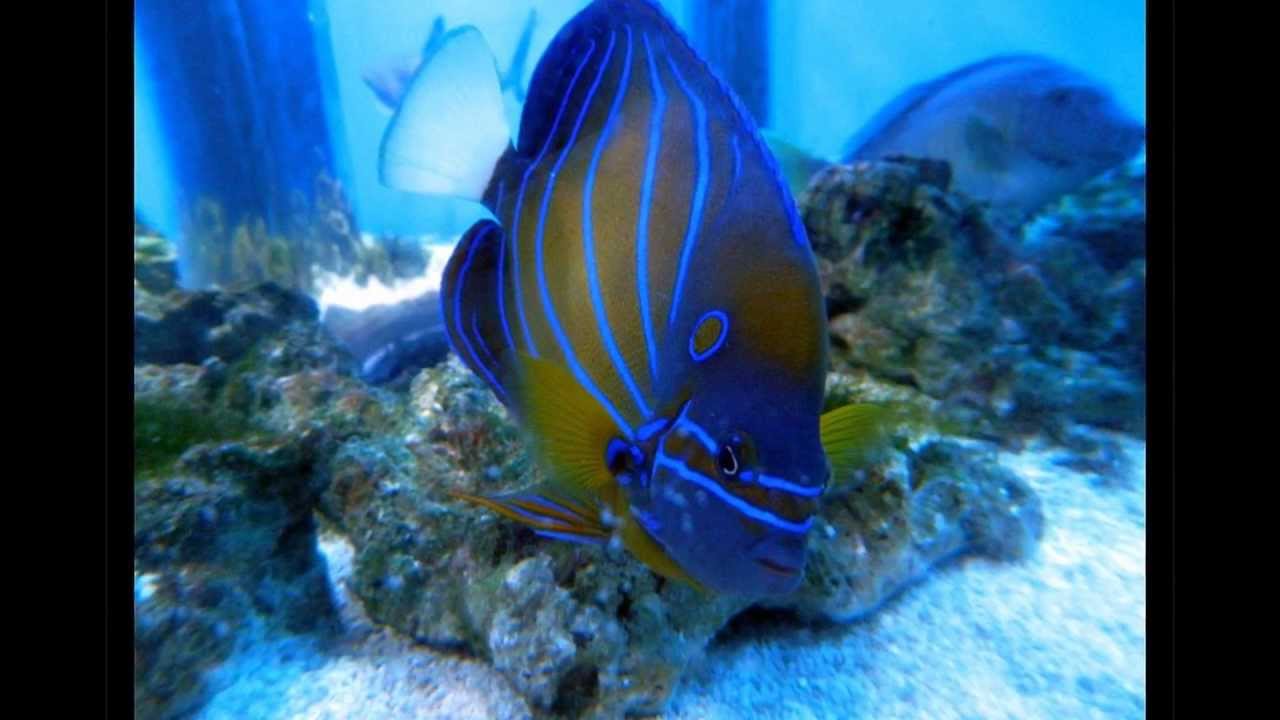 ACVARIUL din Tulcea - YouTube