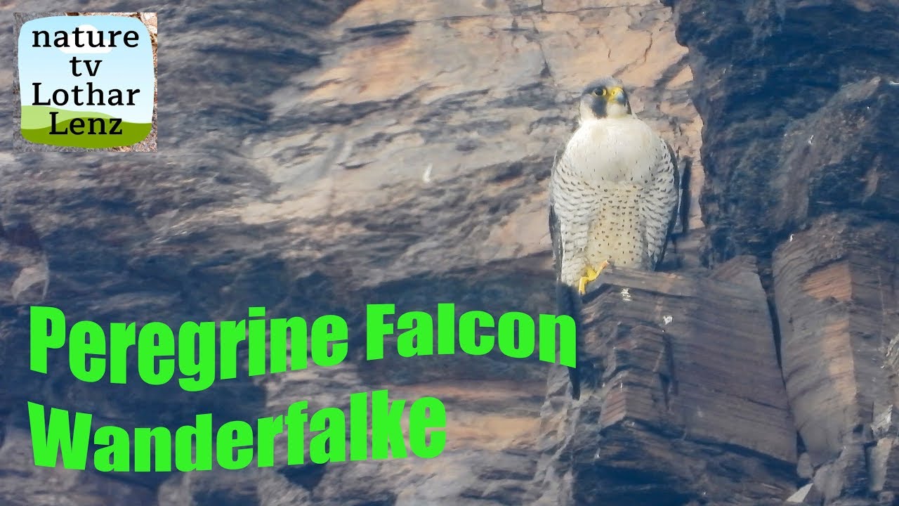 Peregrine Falcon. Wanderfalke. Moseltal, Germany - YouTube
