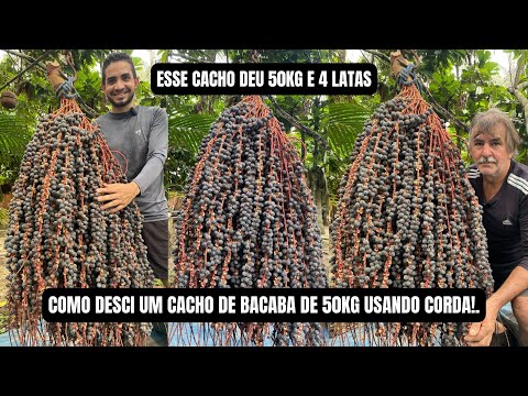 CACHO DE BACABA DE 50KG E 04 LATAS!.