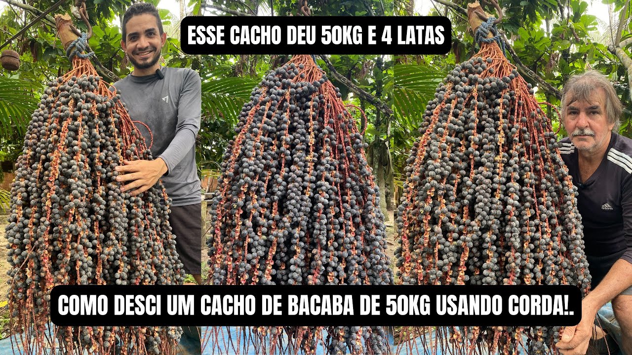 CACHO DE BACABA DE 50KG E 04 LATAS!. - YouTube