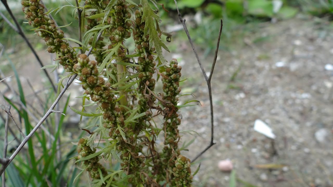 Biennal Wormwood (Artemisia biennis) - 2015-10-18 - YouTube