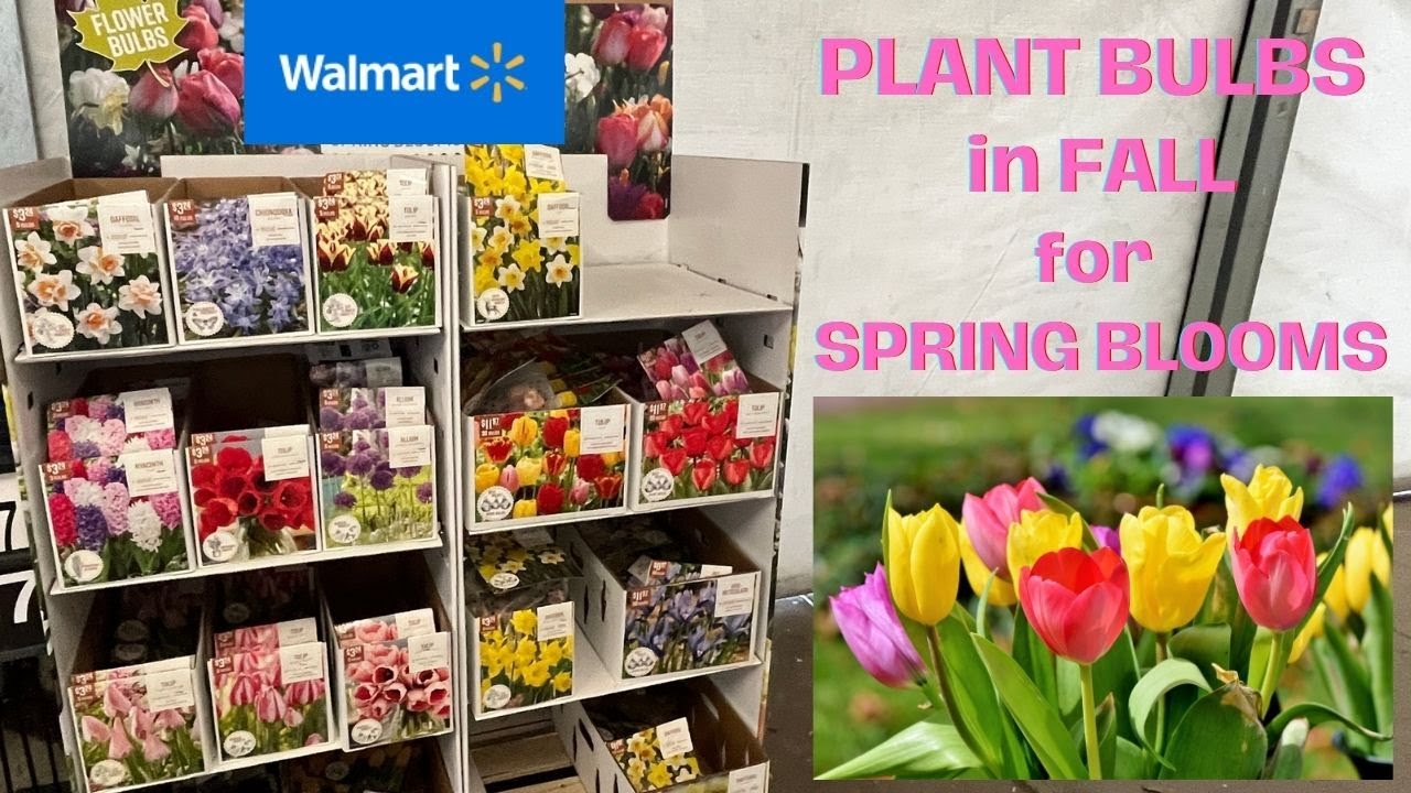NEW Fall Shipment at Walmart Garden Center 2023 - YouTube