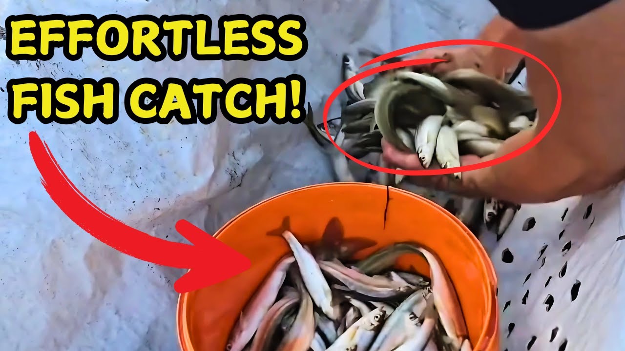 Simple DIY Fish Trap That Catches Hundreds Overnight! - YouTube
