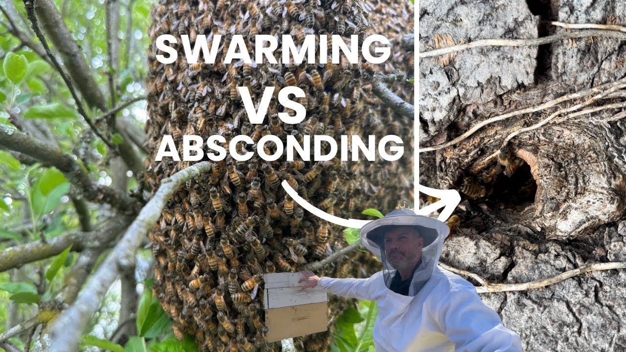 Swarming vs Absconding (what’s the difference) - YouTube