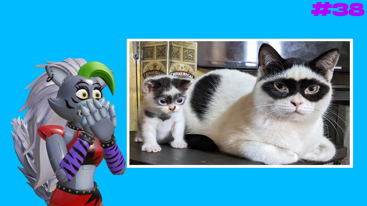 Roxanne Wolf REACTS to Cat Memes Part 38 - YouTube