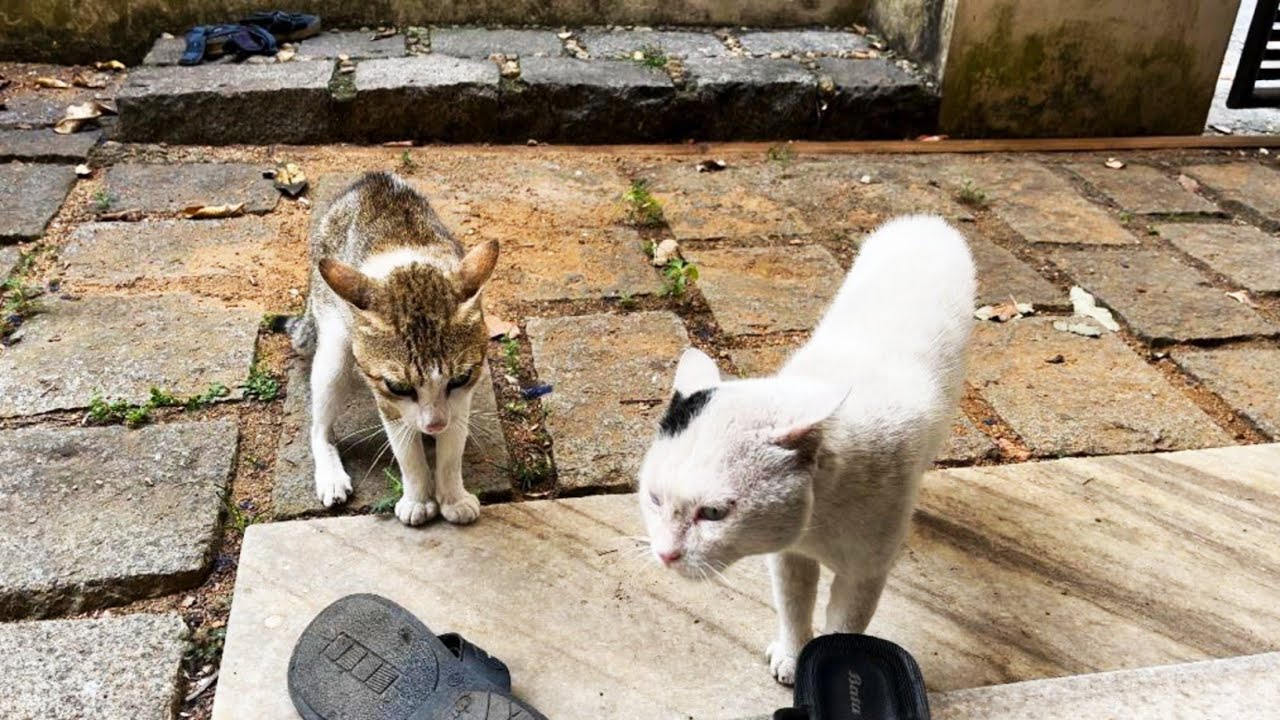 Angry male cats warming up for fighting|16 - YouTube