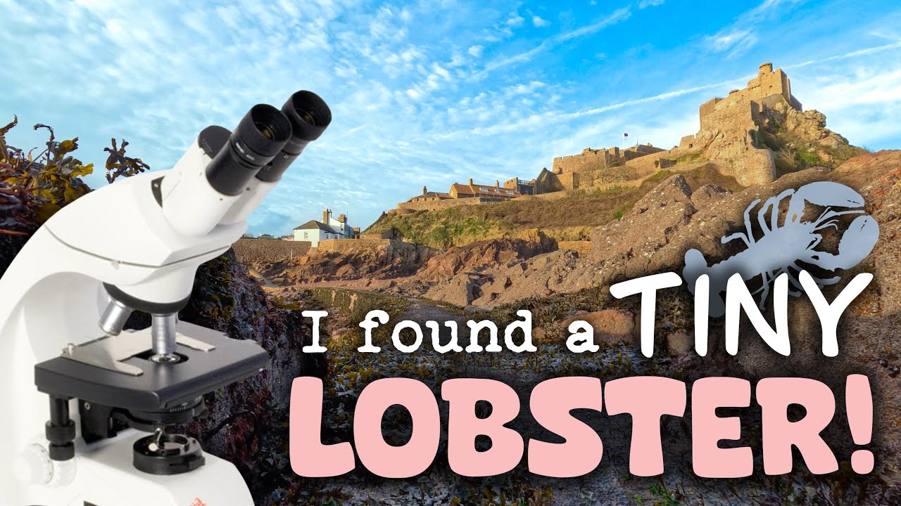 Fascinating marine creatures found on the pier! 🦞🔬 (Ocean sample under the microscope!) - YouTube