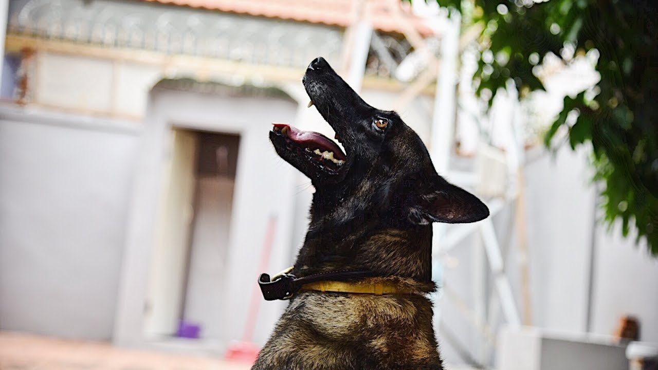 Cambodia demining dogs to be given ‘world-first’ hero’s retirement ...
