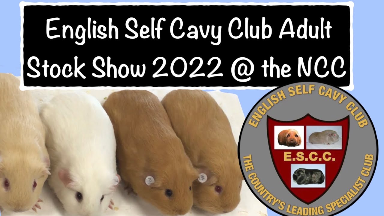 The English Self Cavy Club Adult Stock Show at Stafford 2022 ...