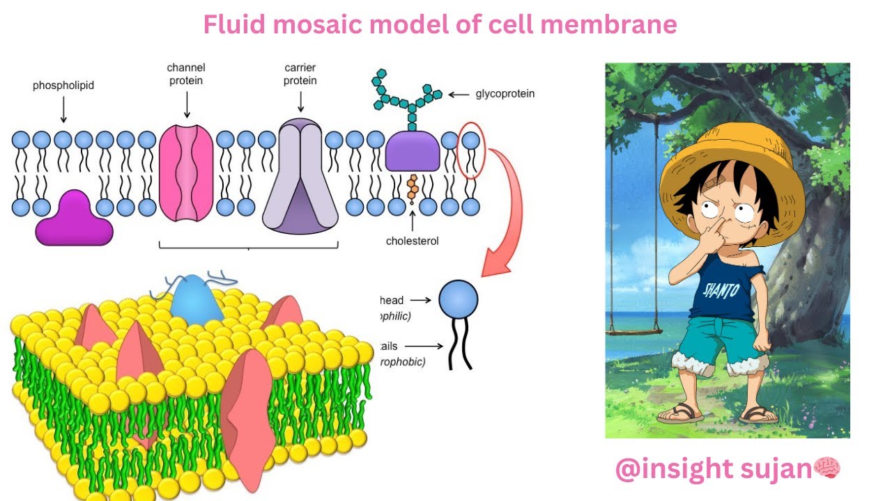 FLUID MOSAIC MODEL OF CELL MEMBRANE ITS STRUCTURE AND TRANSPORTATION ...