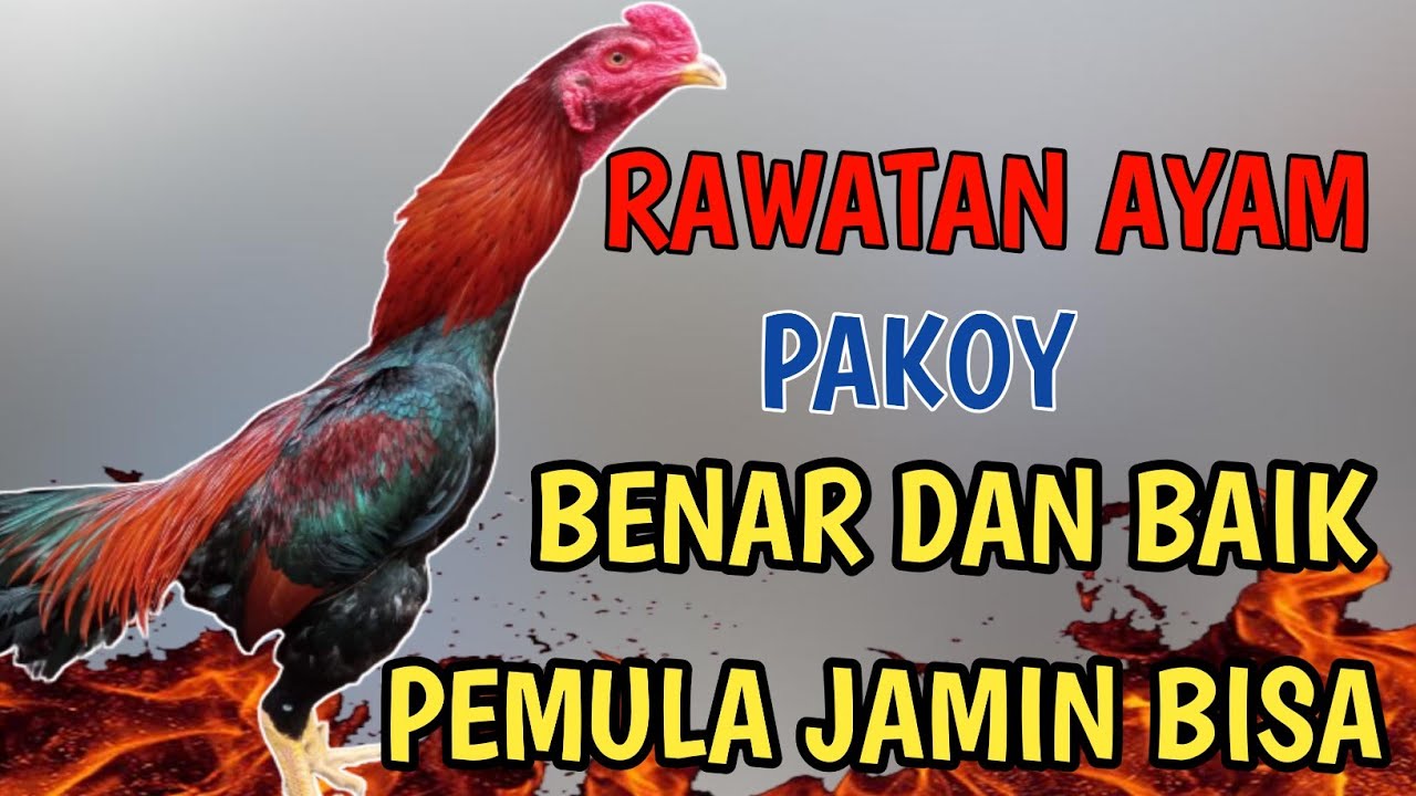 cara merawat ayam pakhoy // cara merawat ayam pakhoy brakot - YouTube