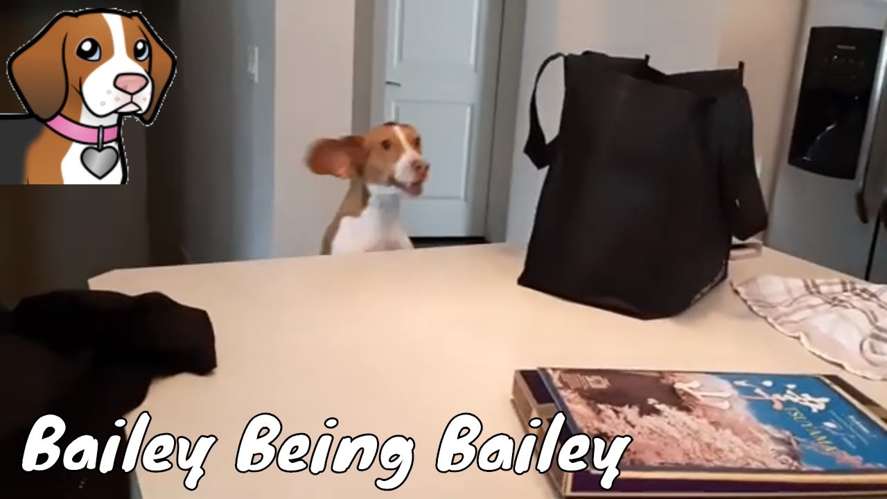 Excited for Christmas Gifts - Bailey Being Bailey - YouTube