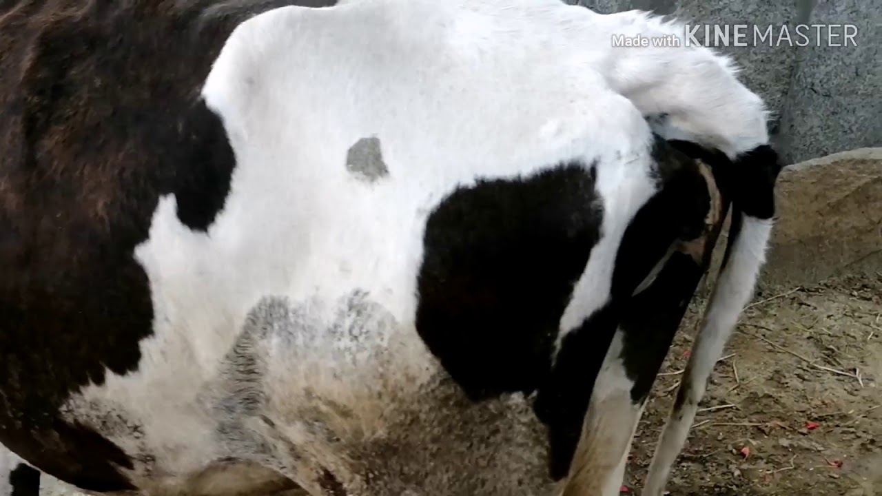 Pure HF cow milking 10 litres a day,,,, Not for sale - YouTube