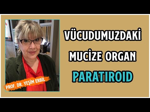 Vücudumuzdaki Mucize Organ Paratiroid | Tüm Kalsiyum Dengemizi Sağlamaktadır