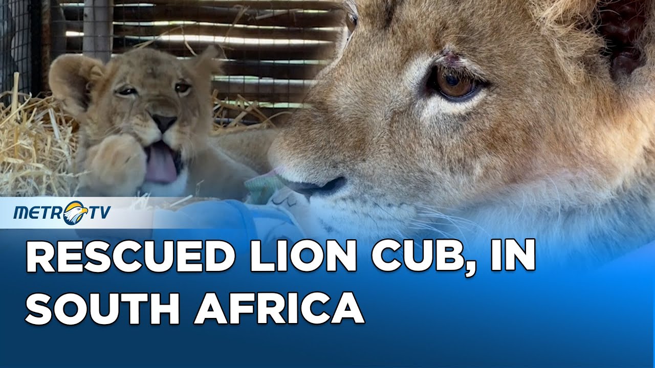 Rescued Lion Cub, In South Africa - YouTube