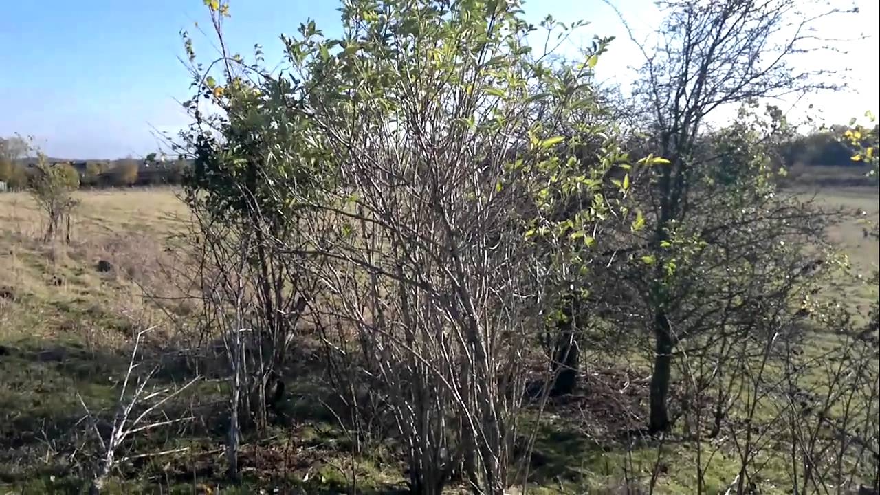 hunting rabbits with a male harris hawk 2 - YouTube