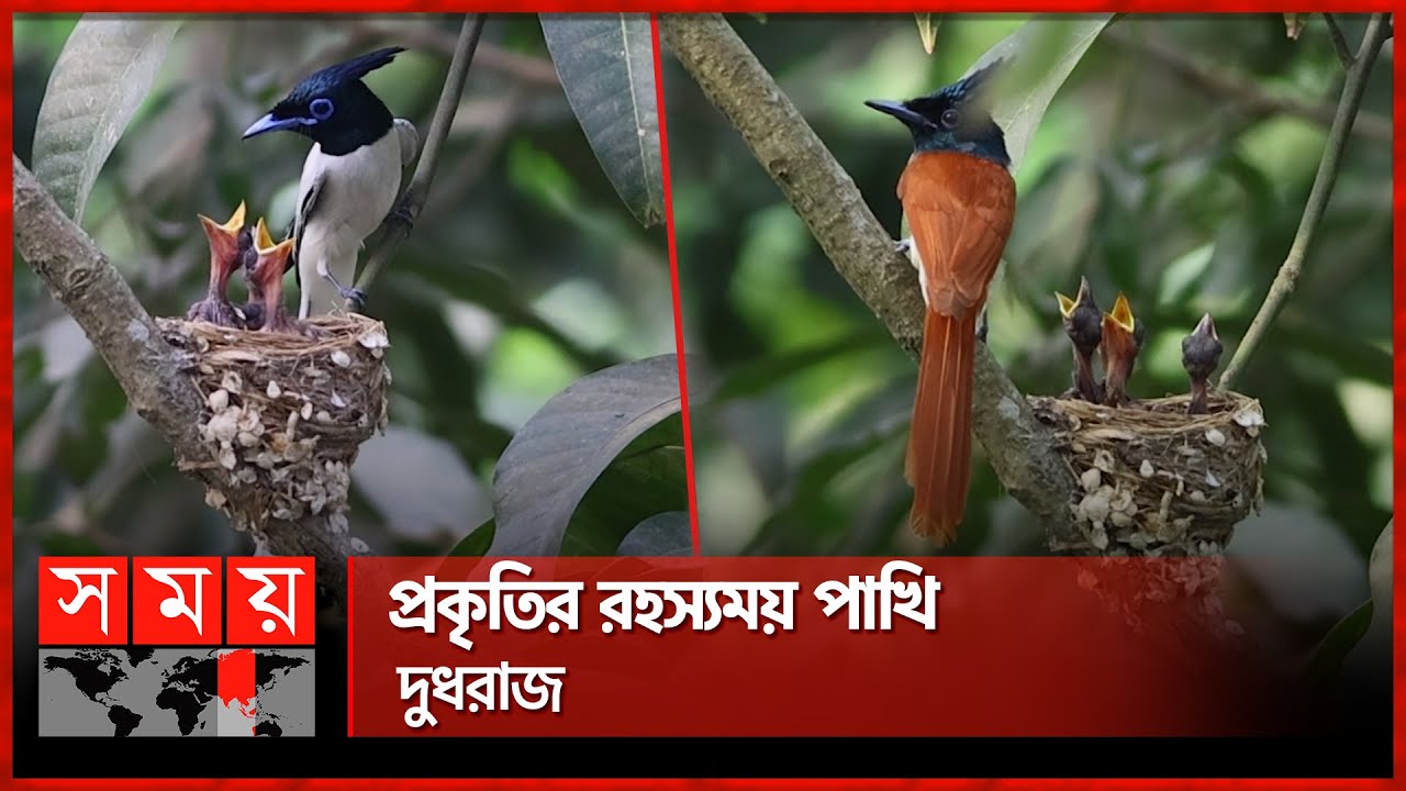 রাজশাহীর আম বাগানে কমছে দুধরাজের আগমন | Dudhraj Bird | Asian Paradise ...