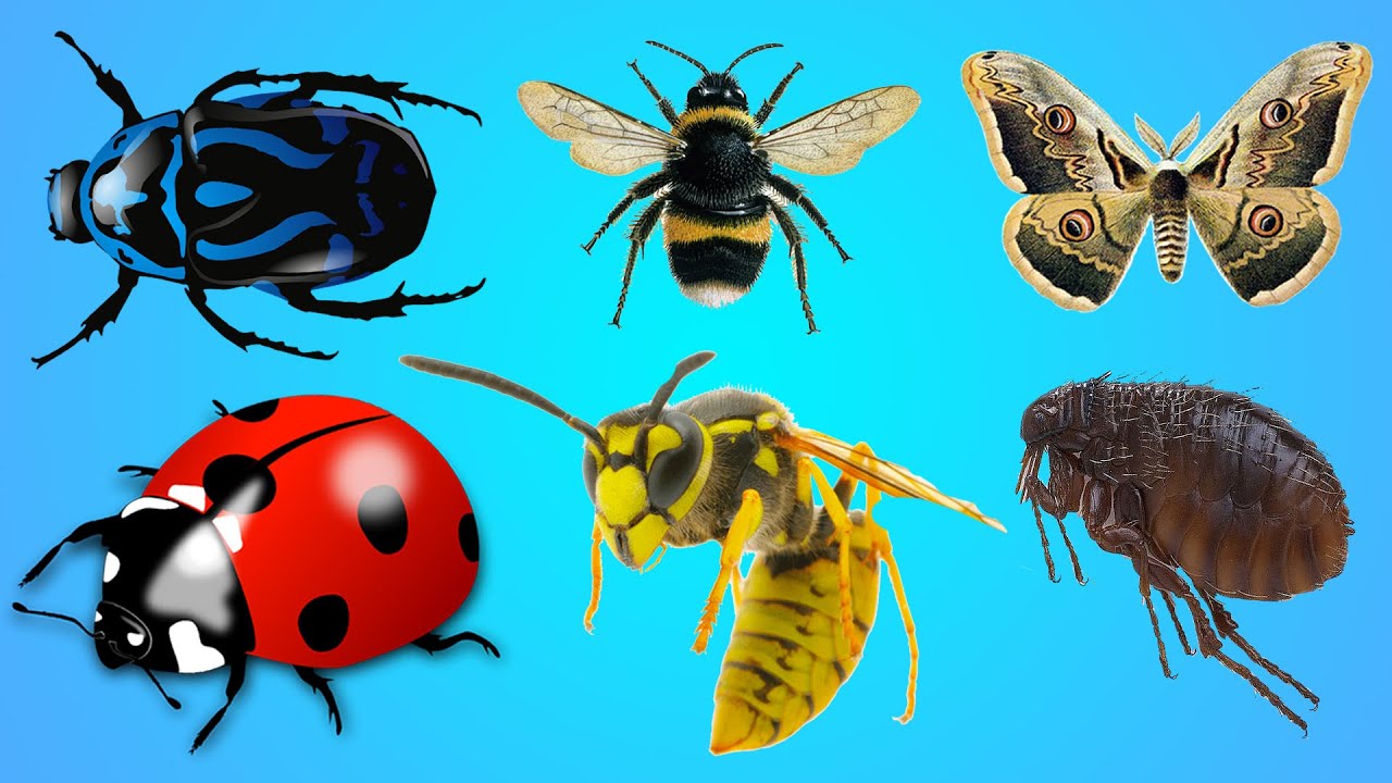 Learn Bugs in English FOR Everyone | Easy English Insects - YouTube