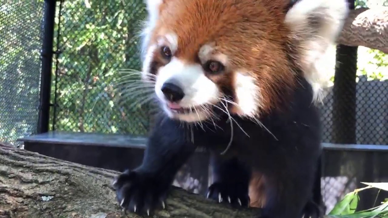 Home Safari - Zoofari Edition - Red Panda - YouTube