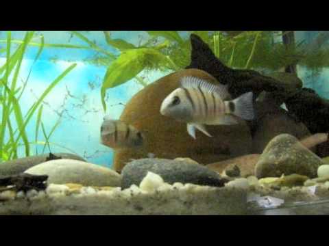 Cryptoheros cutteri - YouTube