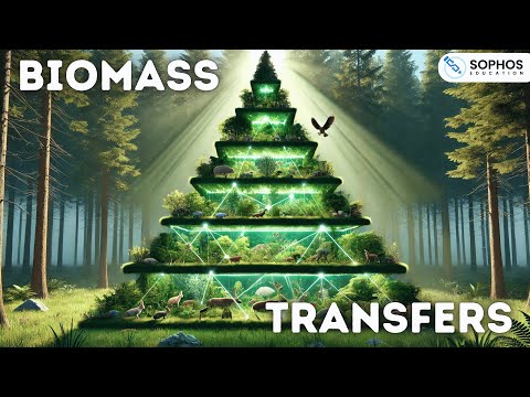 How Does Biomass Move Up The Food Chain