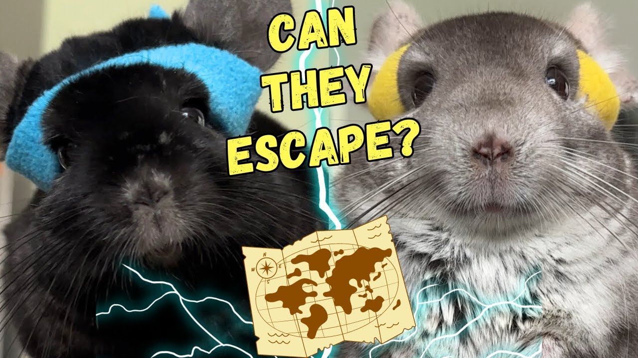 The Chinchilla Maze: Who Will Escape? (Event 5) - YouTube