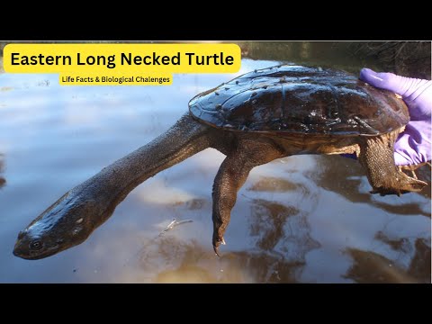 Eastern Long Necked Turtle Lift Facts & Biological Challenges - YouTube