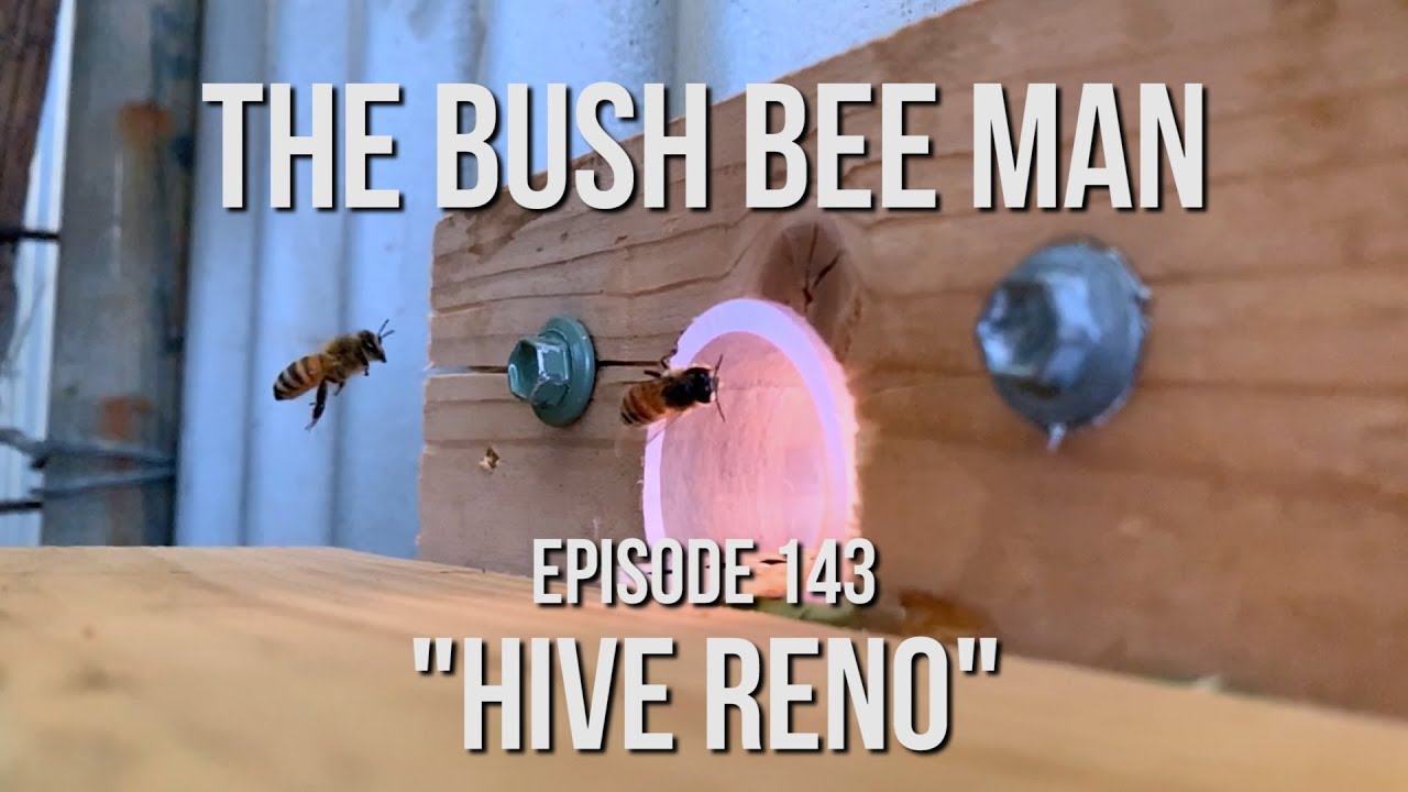Fixing the Observation Hive - The Bush Bee Man - YouTube