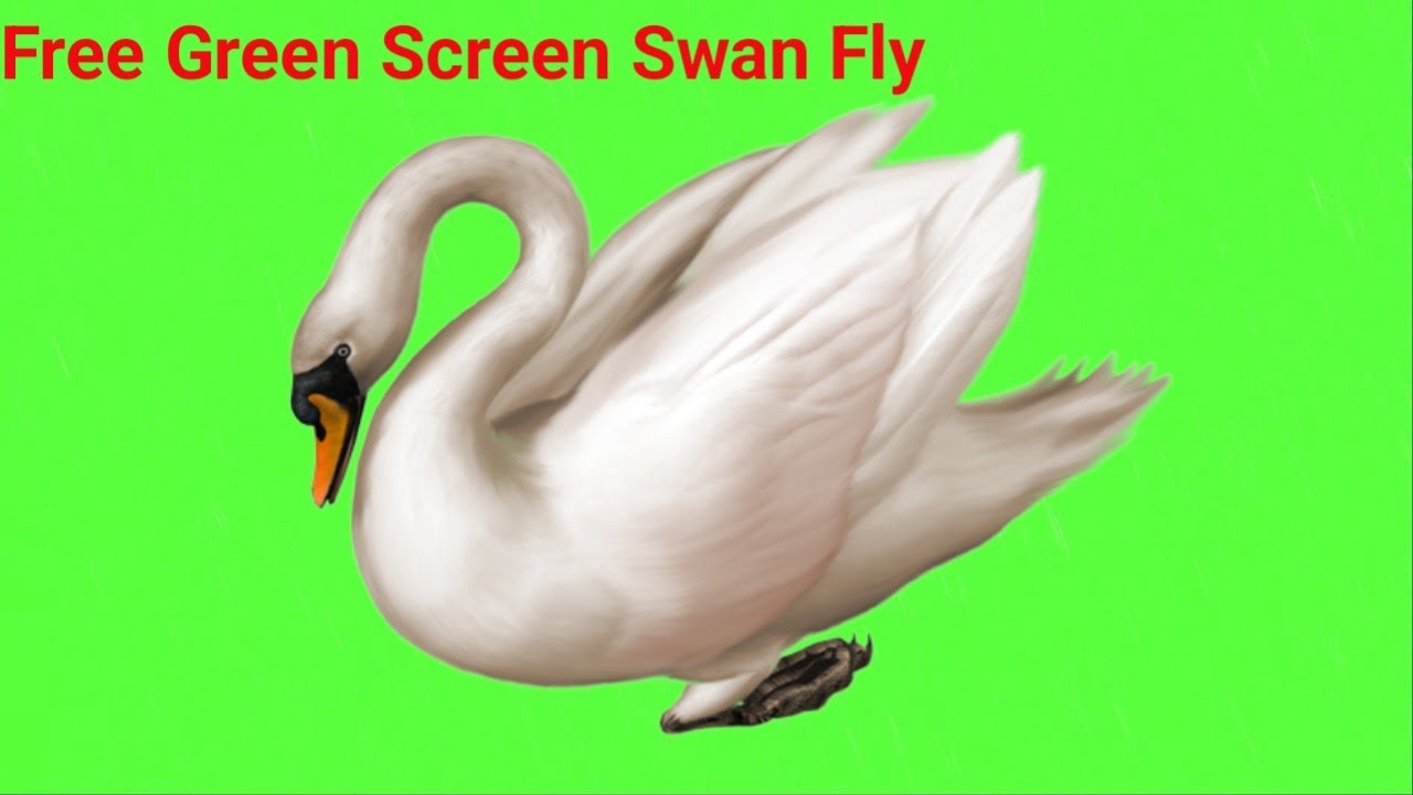 Swan green screen|| Hans free green screen || Flying swan - YouTube