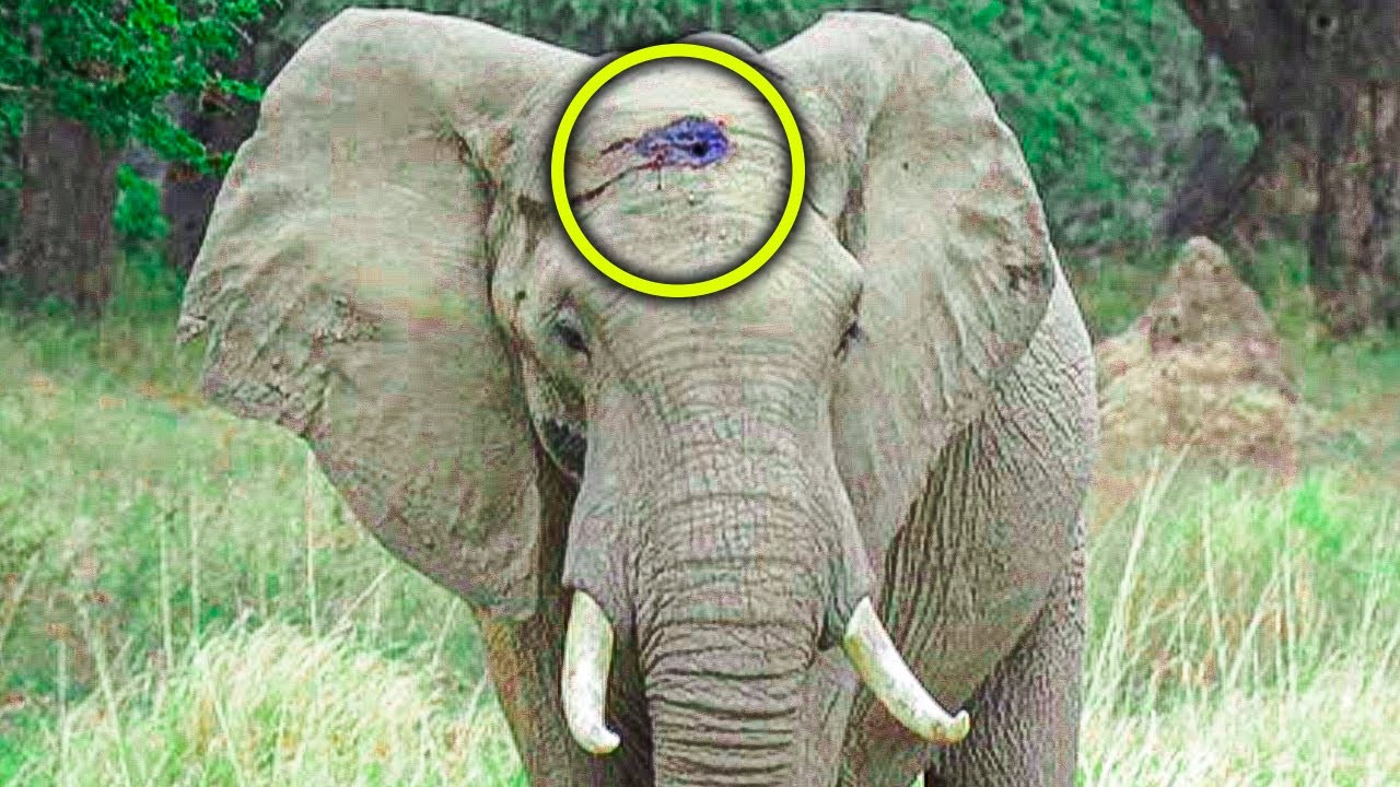 This Wounded Elephant Pleaded To Vets For Help, Then They Realized What ...