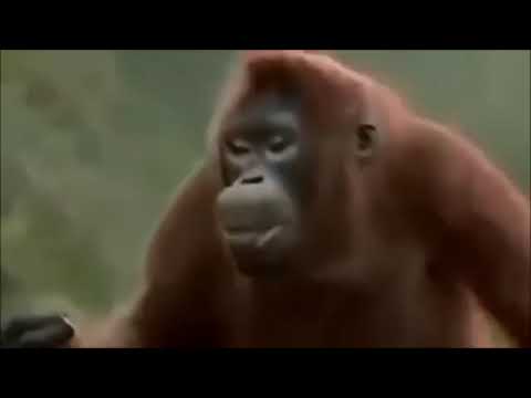Singe qui danse (gangnastyle psy ) - YouTube