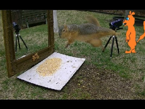 How Far Can A Squirrel Fly "Mirror Scares Squirrel, Jumps Like Mad ...