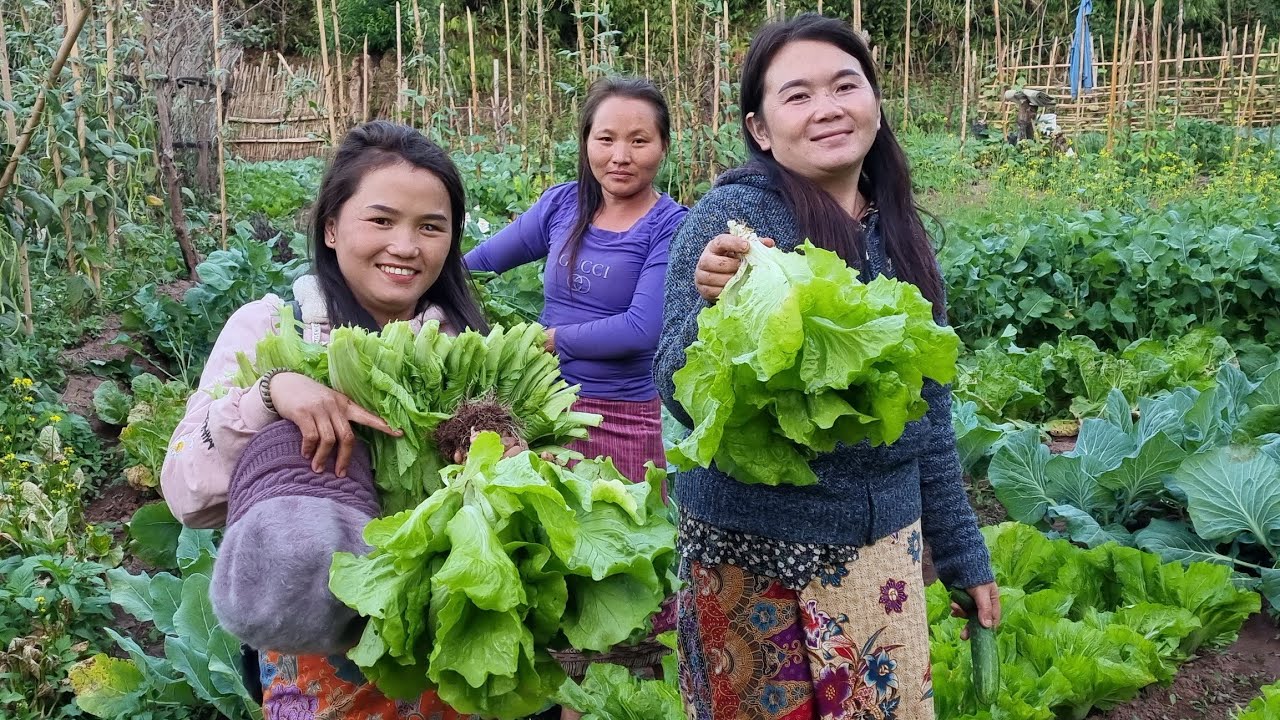 Tus Hlub wb Thov Zaub Noj Lawm Tiag Laus 1/16 /2023 - YouTube