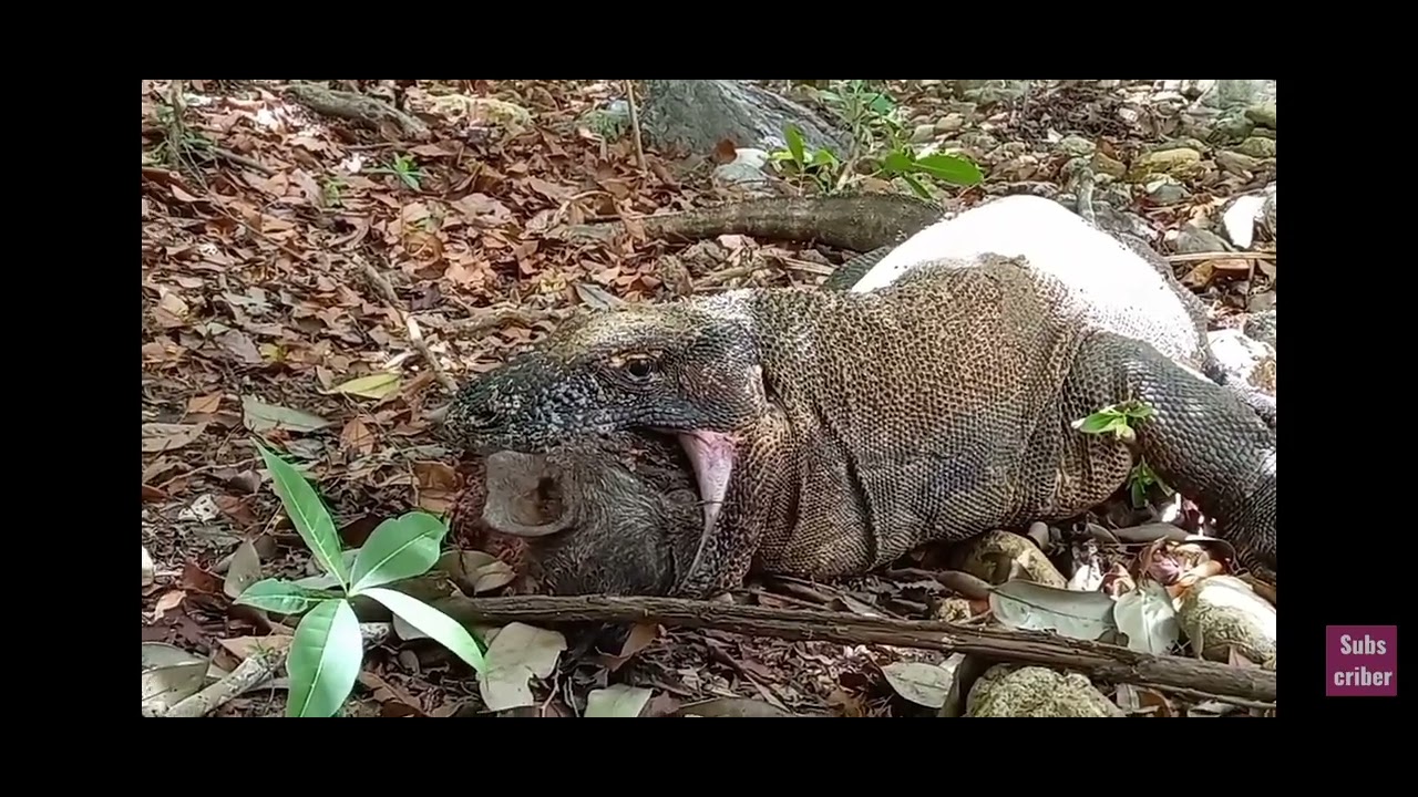 very dangerous animal - YouTube