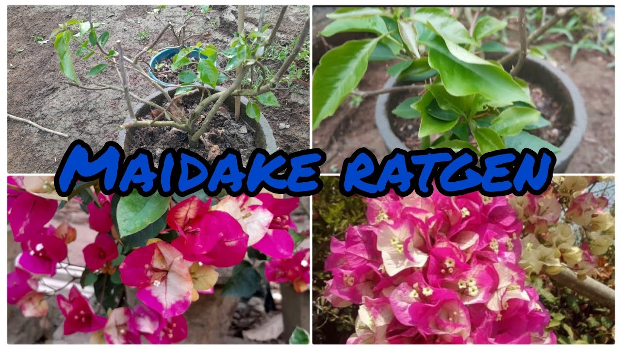 Lekka pulko (bougainvillea)maidake rata aro basako. - YouTube