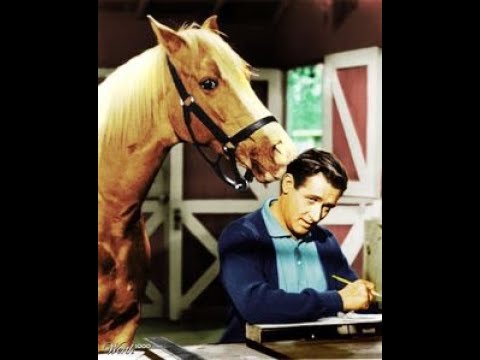 Historical Horses #2 - The Incredible Mr Ed - YouTube