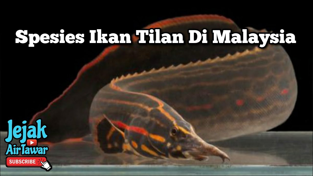 Jenis ikan tilan yang ada di Malaysia - YouTube