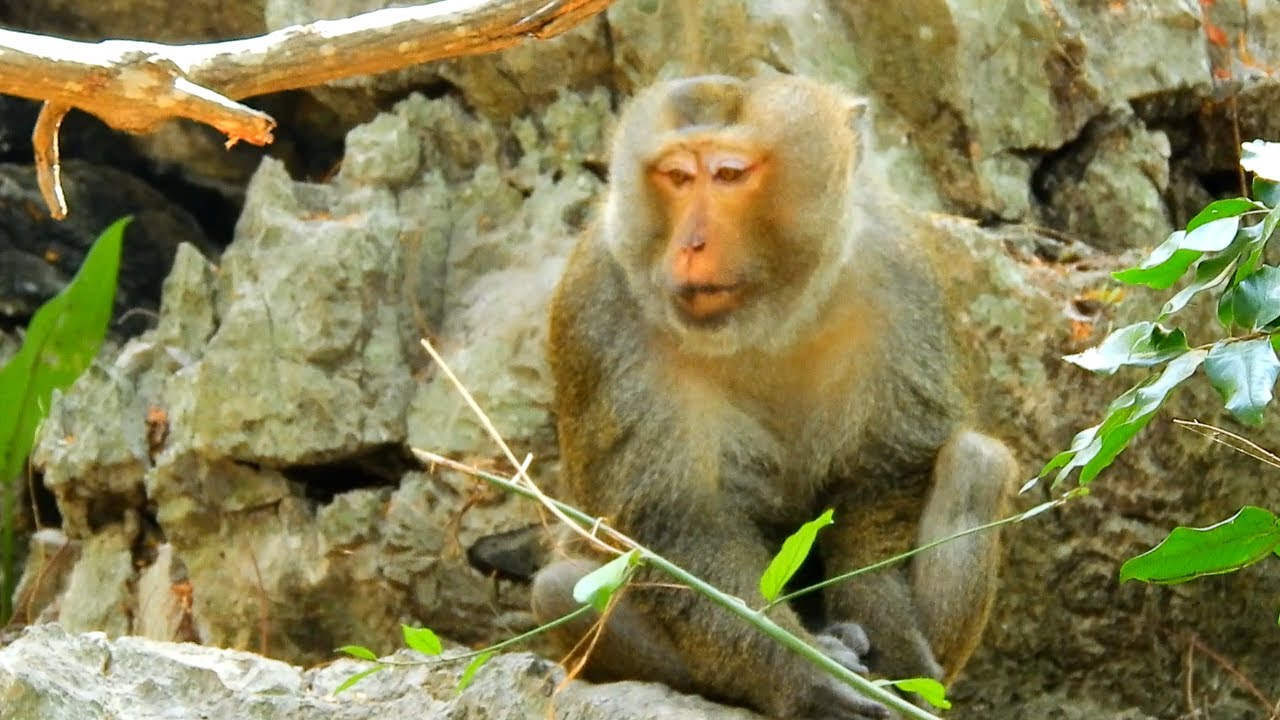 Wow very big monkey look like so strong and the same small human - YouTube