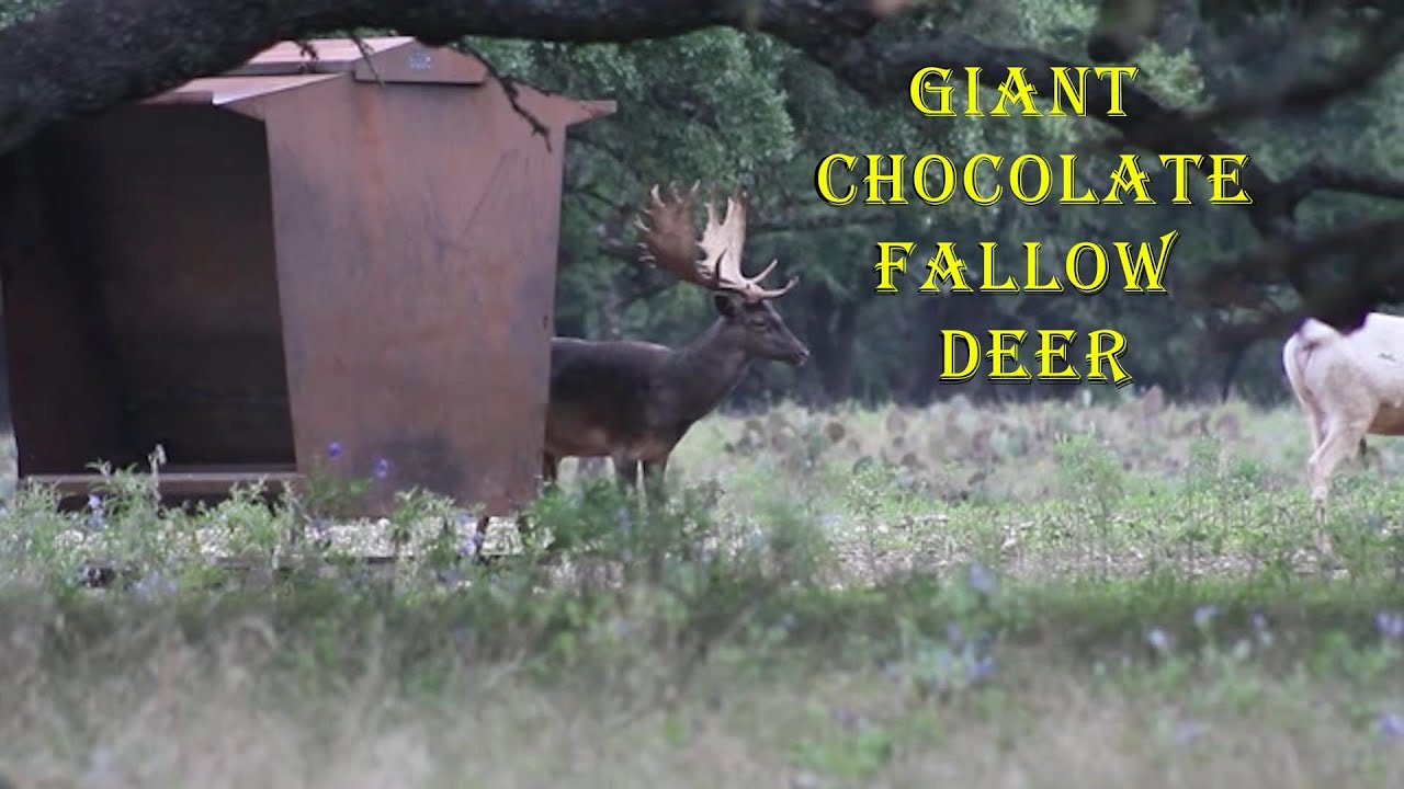 South Texas Fallow Deer and Axis Deer Hunting with Nomad Hunts - YouTube