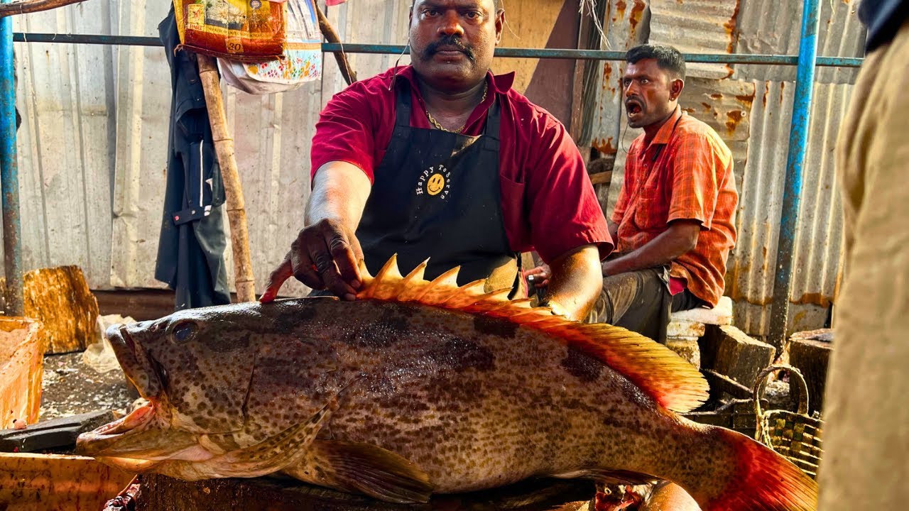 20KG BIG GROUPER (KALAVAN) FISH CUTTING BY SPEED SELVAM | HD VIDEO | IN ...